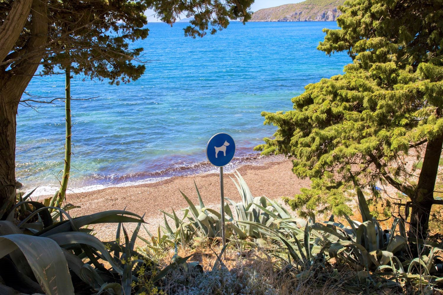 Psom prijazne plaže v Sloveniji in pri sosedih - Kompas